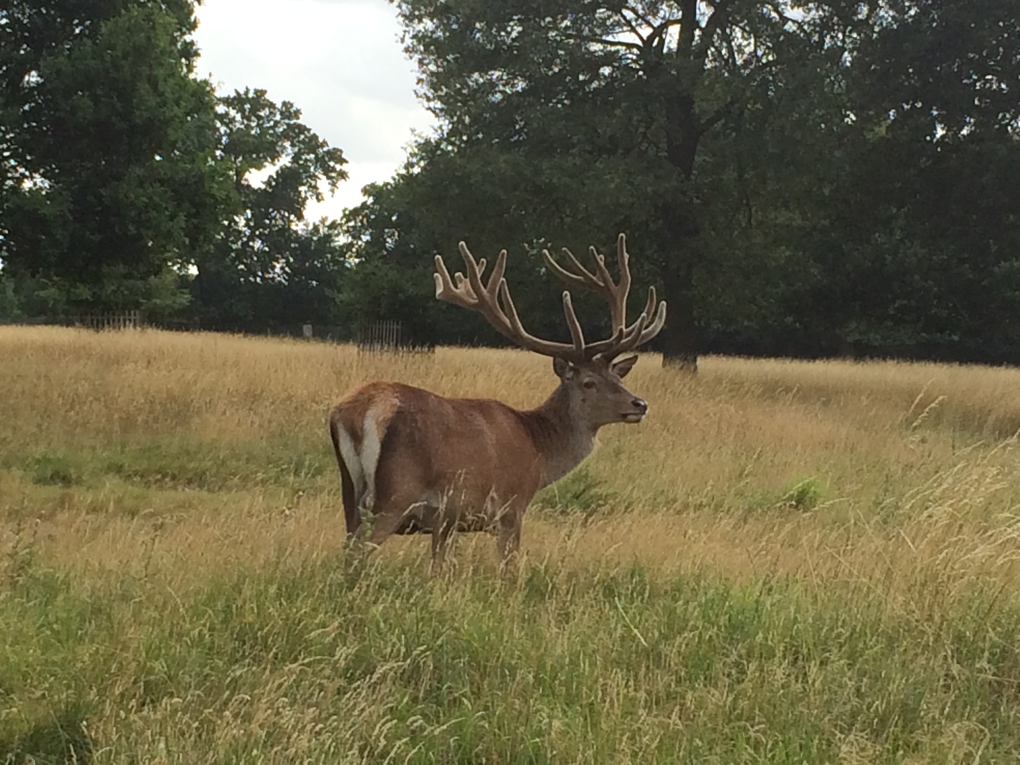 Dear deer - Top Tourist